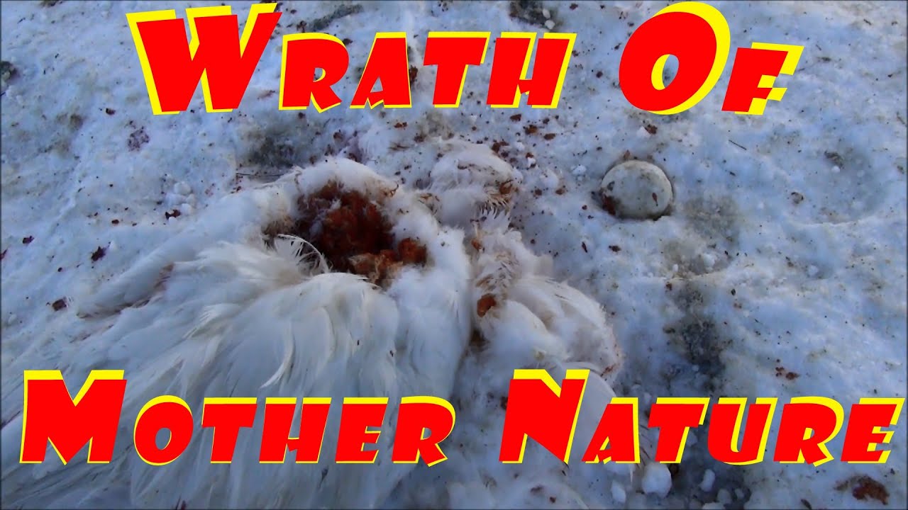 Mother Nature Forcing Me Back Early To Film & Frostbite Duck Update #78 ...