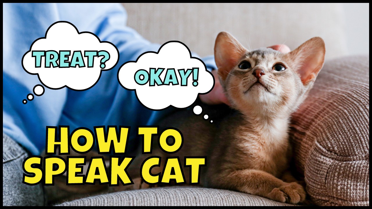 8 Easy Ways to Speak to Your Cat - YouTube