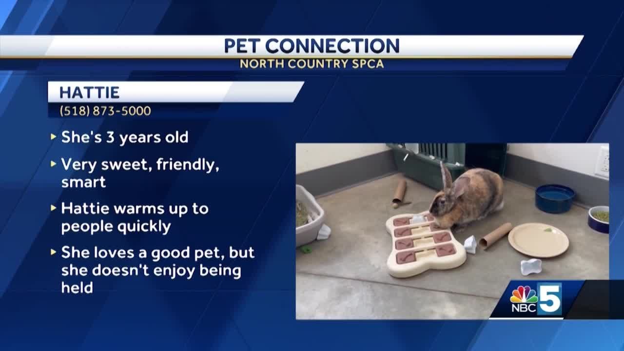 Pet Connection: March 2, 2023 - YouTube