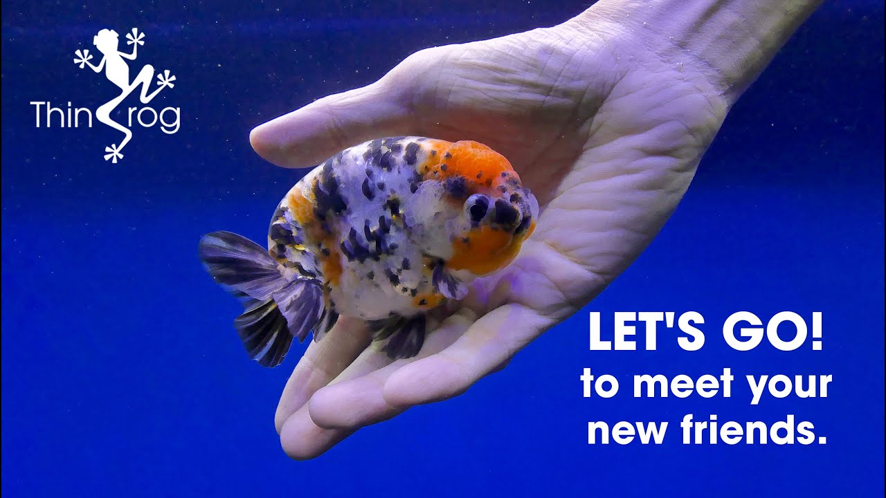 My New Goldfish (Part 2) - NEW FISH meeting a new friends. - YouTube