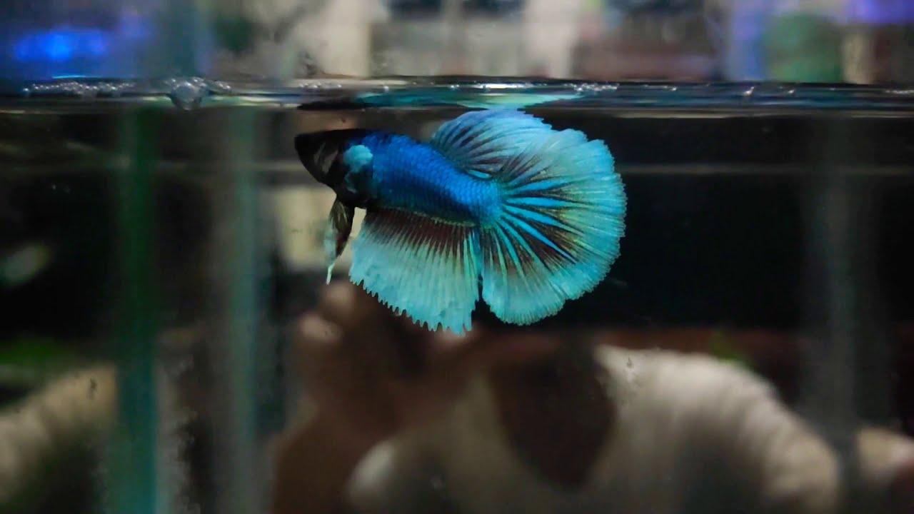 Cupang HM Big Ear !! #cupanghmbigear #cupanghm #cupanghmpk # ...