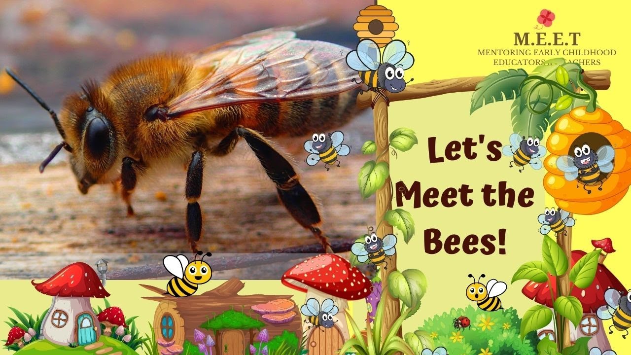 Let's Meet The Bees! | Bumble Bees and Honey Bees| online preschool ...