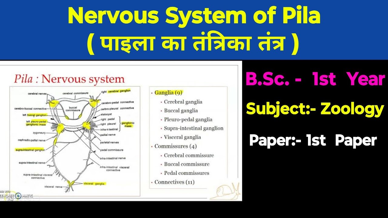 Nervous System of Pila @happy Biology classes by Chandra Dev - YouTube