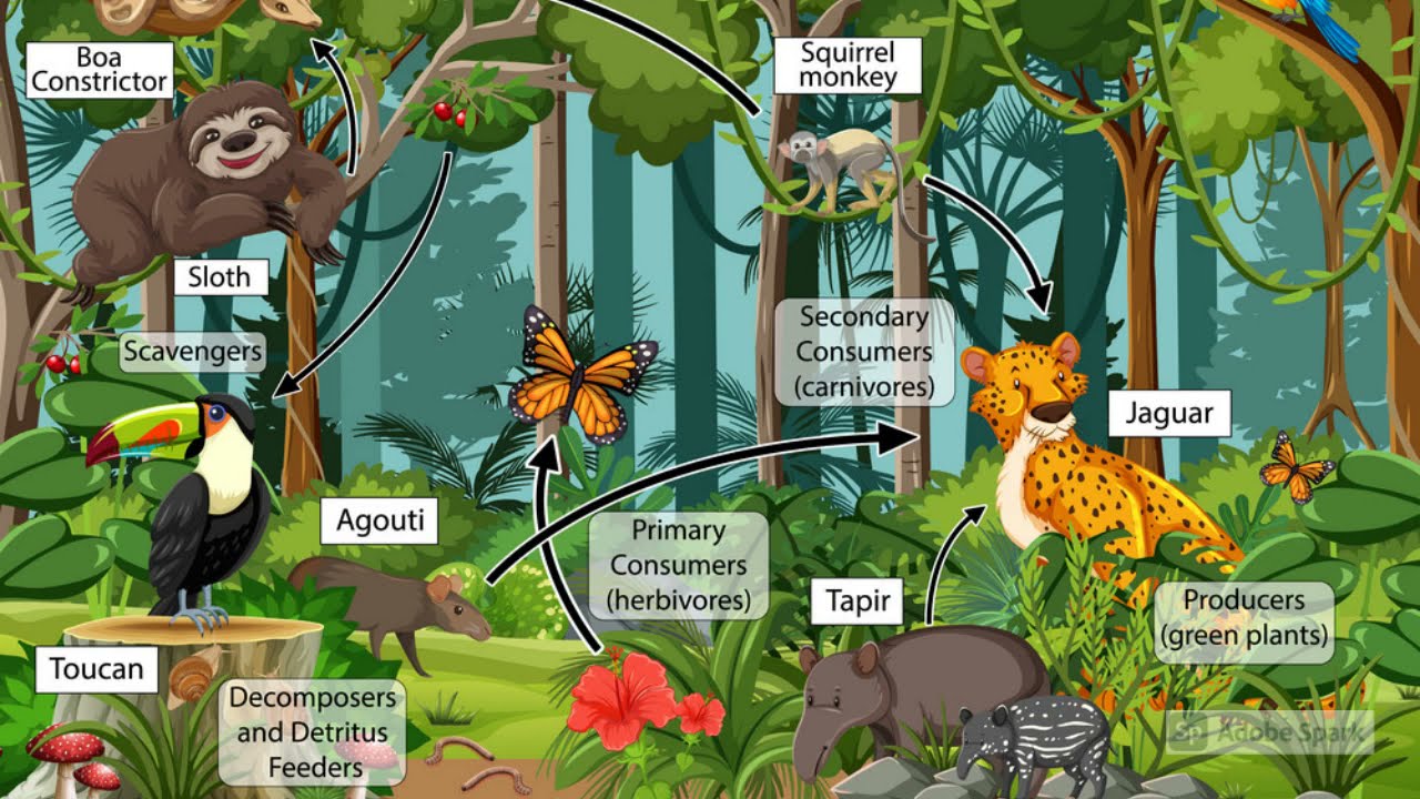 Jungle Primary Consumer