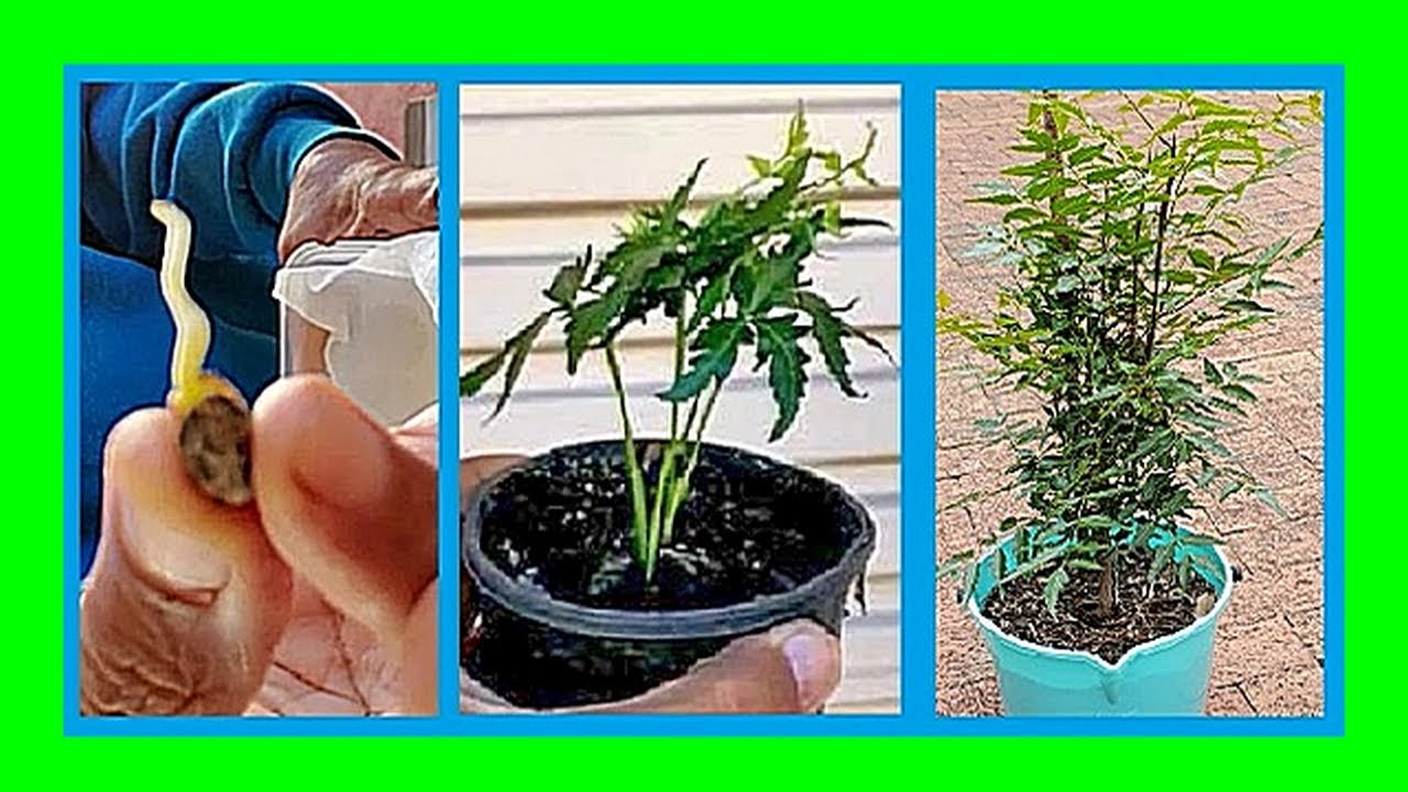 How to Grow Neem Tree from Seeds | How to Plant Neem Seeds at Home ...