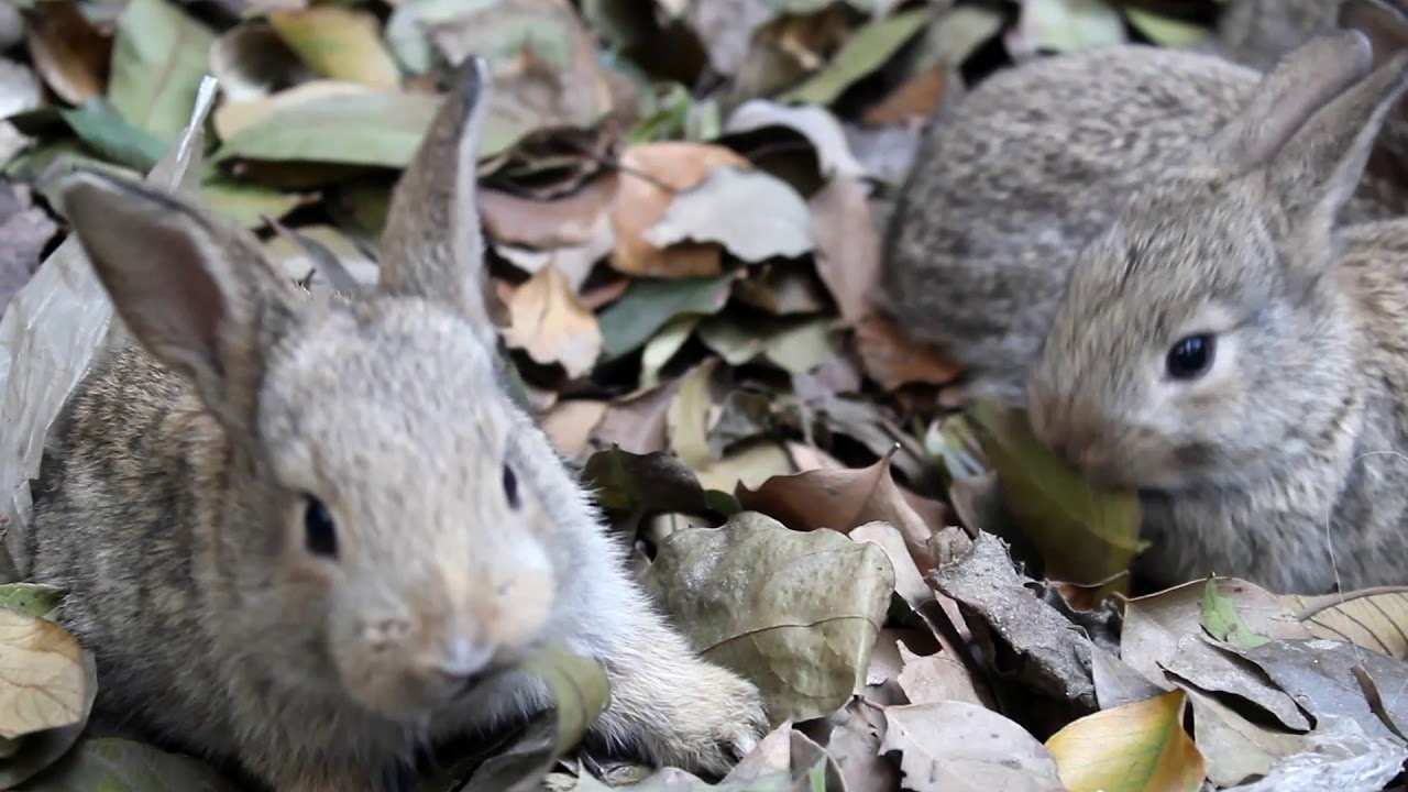 Cottontail Rabbit, 1 Month Baby, প্রাণী হাট, 01750506913 - YouTube