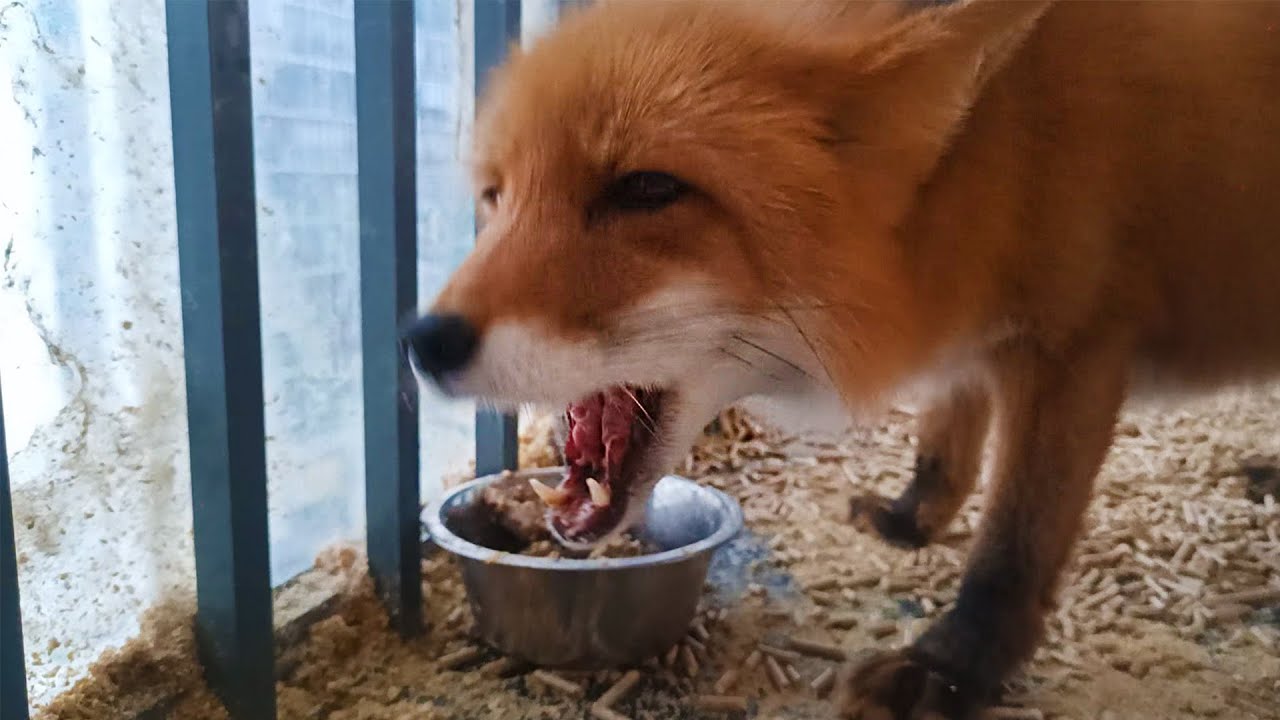 This fox loves to eat - YouTube