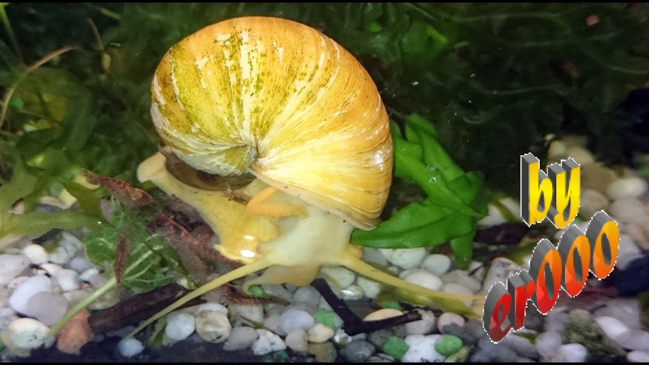 Aquarium - Snooping Spike-topped, Apple snail (Pomacea diffusa) - YouTube