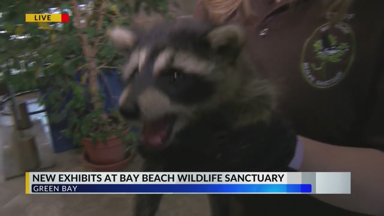 Wildlife fun at Bay Beach Wildlife Sanctuary - YouTube