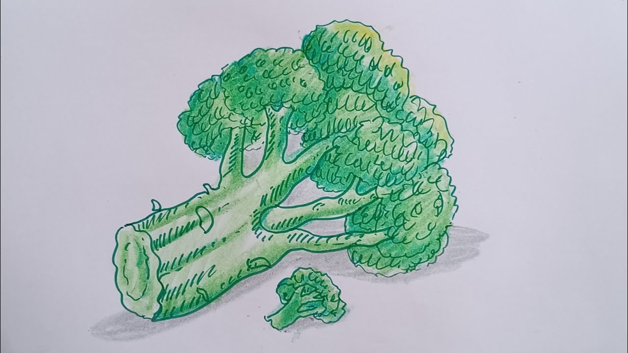 How To Draw Broccoli!! Easy Step By Step||Easy Broccoli Drawing|| 🥦🥦🥦 ...