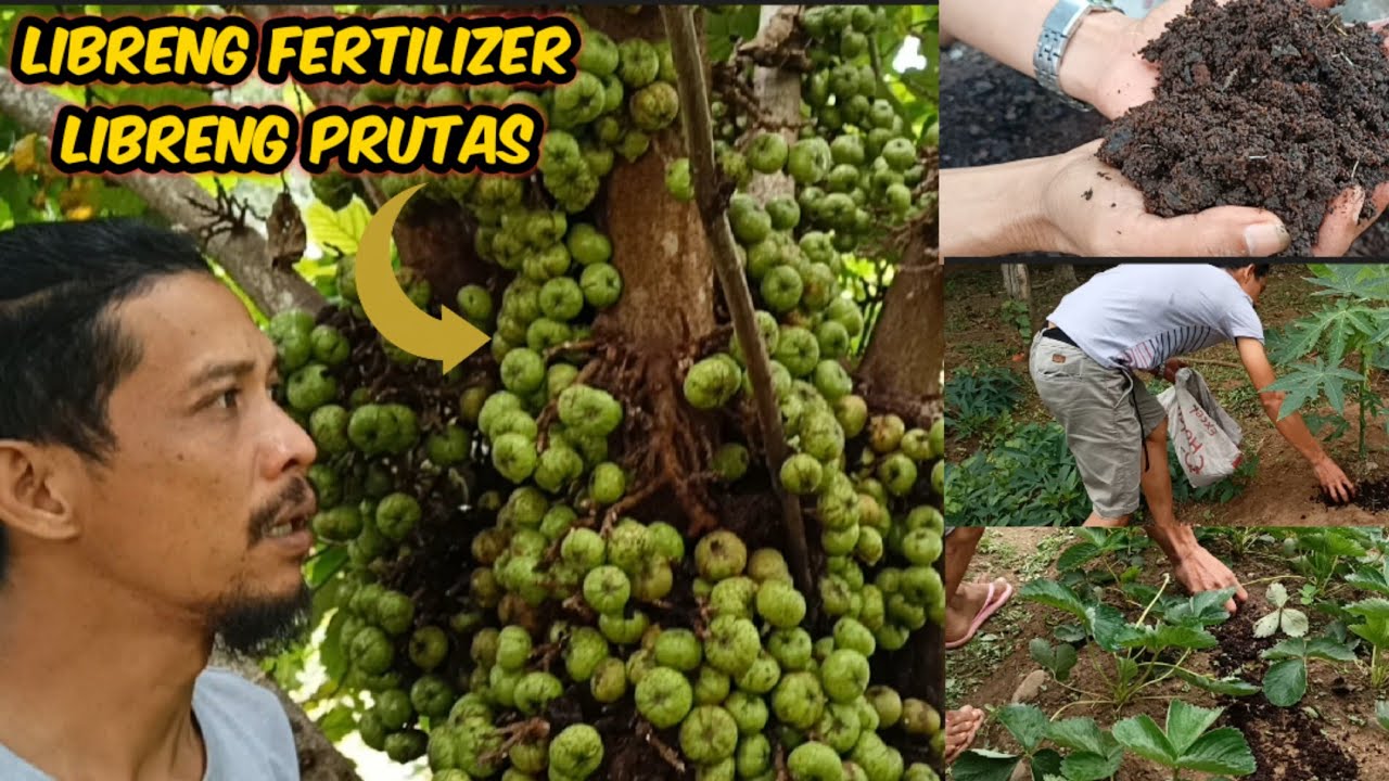 TIBBIG: LIBRENG FERTILIZER, LIBRENG PRUTAS, PAANO ITO GAWIN? TIPS ...