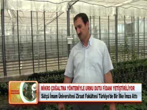 Mikro Çoğaltma Yöntemiyle Urmu Dutu Fidanı Yetiştiriliyor