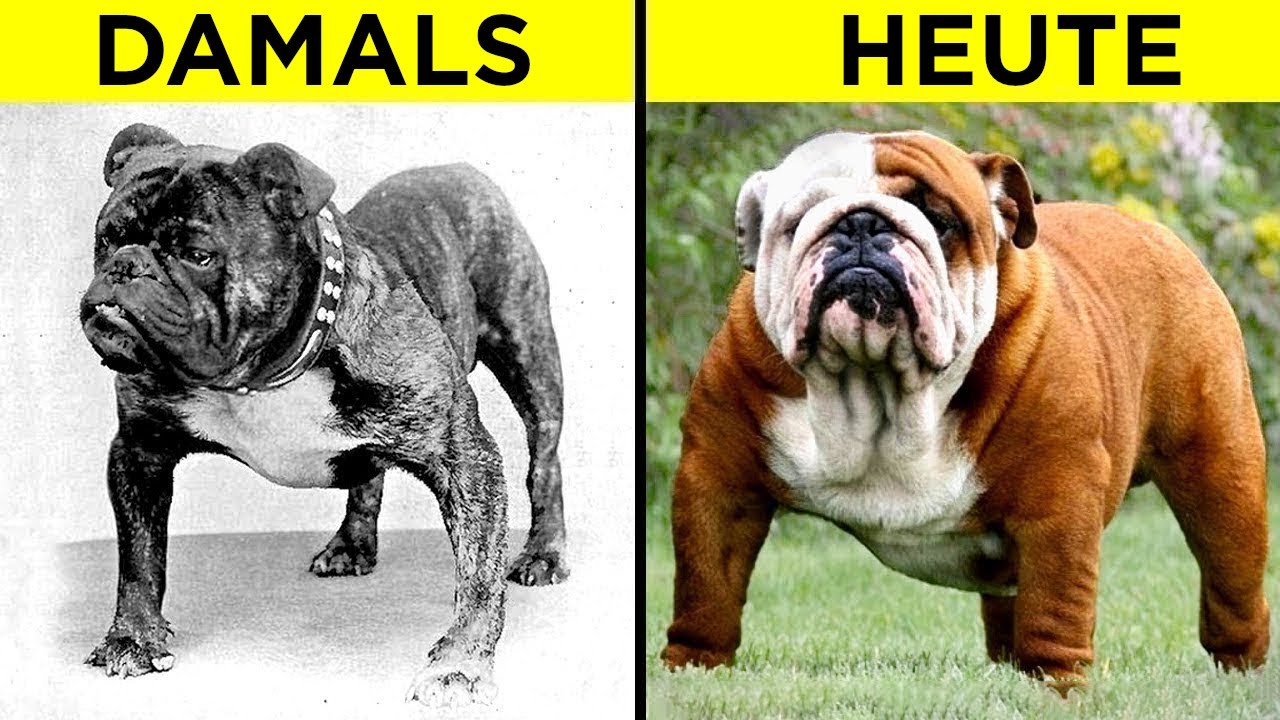 Wie 100 Jahre Züchtung Diese Beliebten Hunderassen Veränderten - YouTube