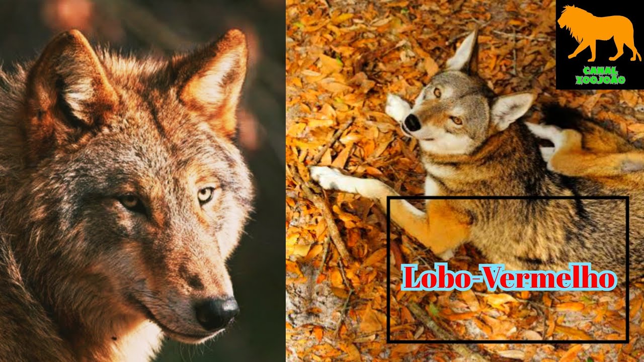 Animal Lobo Vermelho Lobo Vermelho – Wikipédia, A Enciclopédia