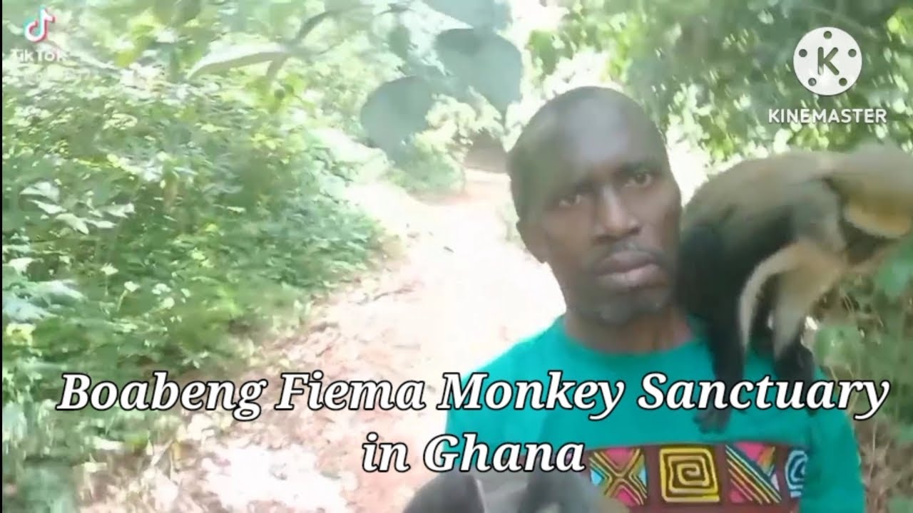 Boabeng Fiema Monkey Sanctuary in Bono East Region. Monkey Sanctuary in ...