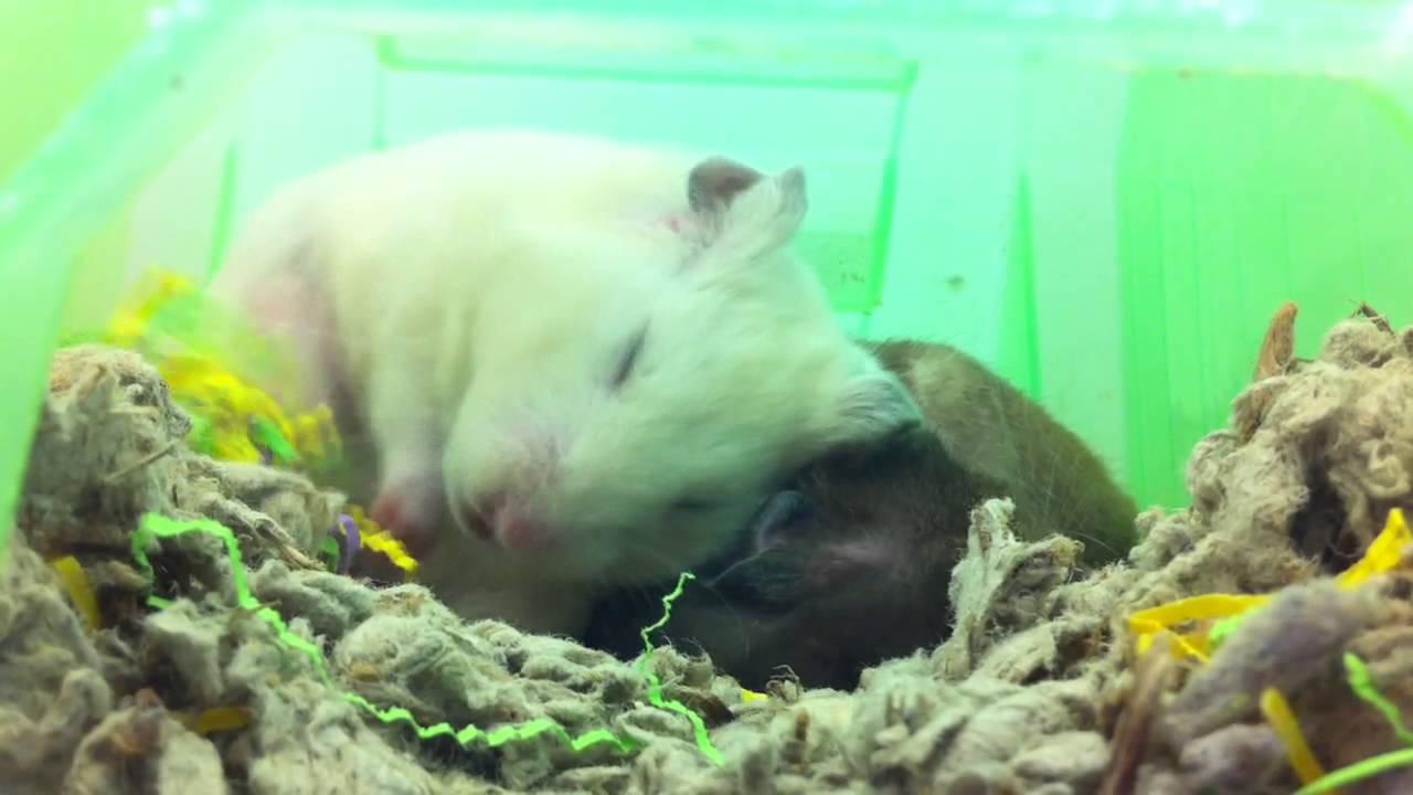 Death Metal Hamster Fuzzy Nightmare from Danville cute sleepy pet yawns ...
