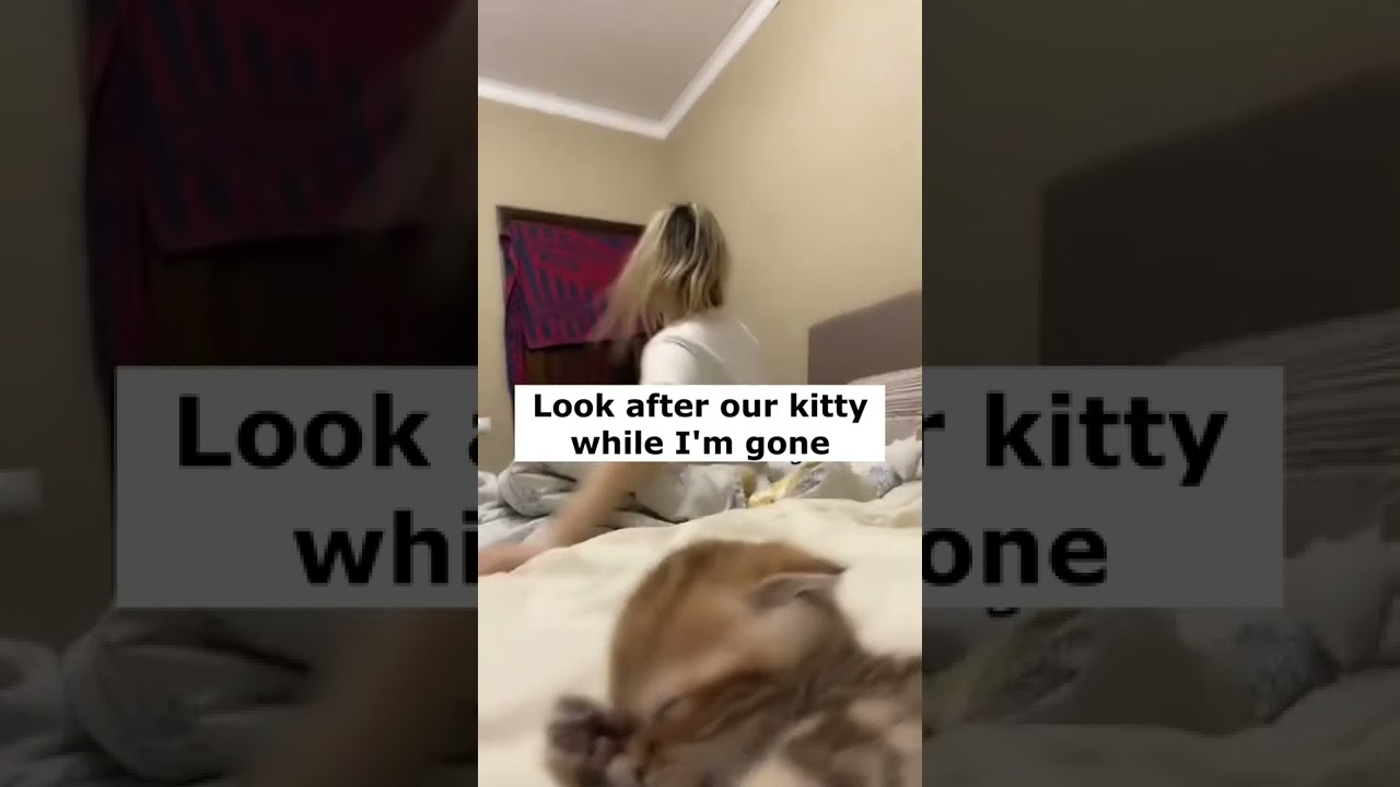 Ha ha animals 14 #shorts #animals #memes - YouTube