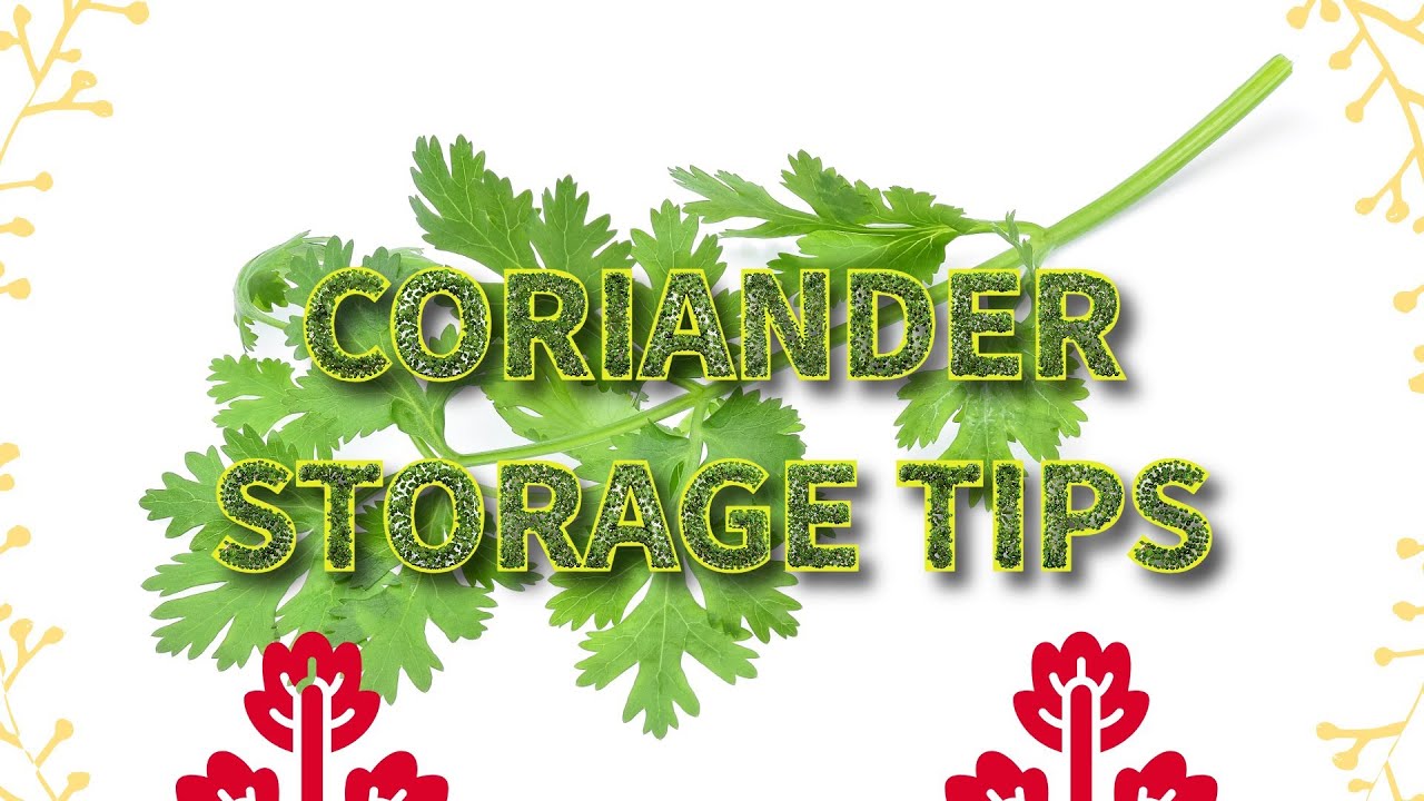 coriander storage tips | కొత్తిమీర నిల్వ ఉంచే చిట్కాలు - YouTube