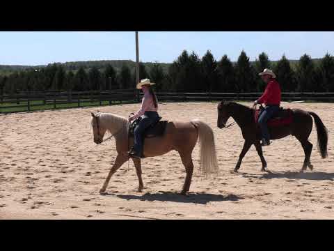 Belligerent Horse Part 6:  Introducing the Lope - Episode 51 (Herm Gailey: A Lifetime with Horses)