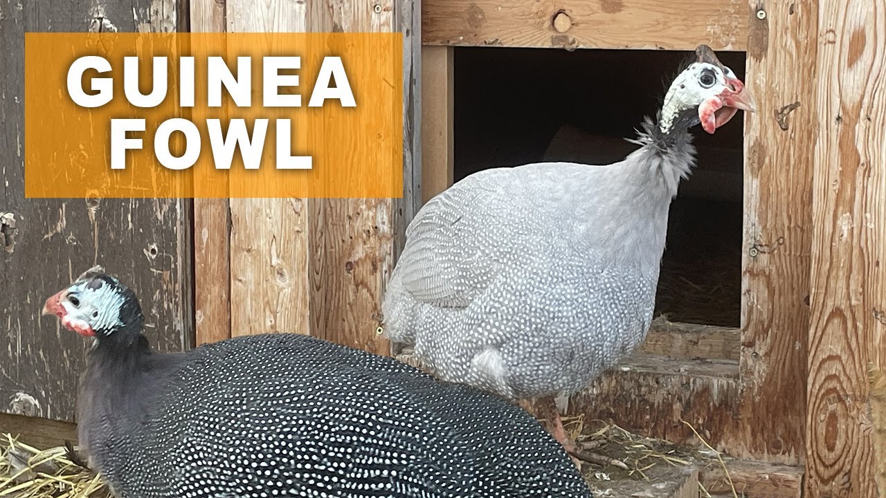 New Guinea Fowl & A Stray Cat Appeared! - YouTube
