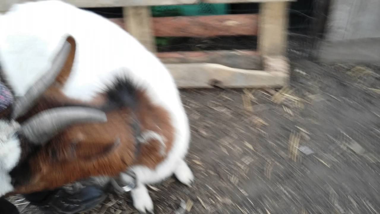 Koza robi triki za jedzenie..... - YouTube