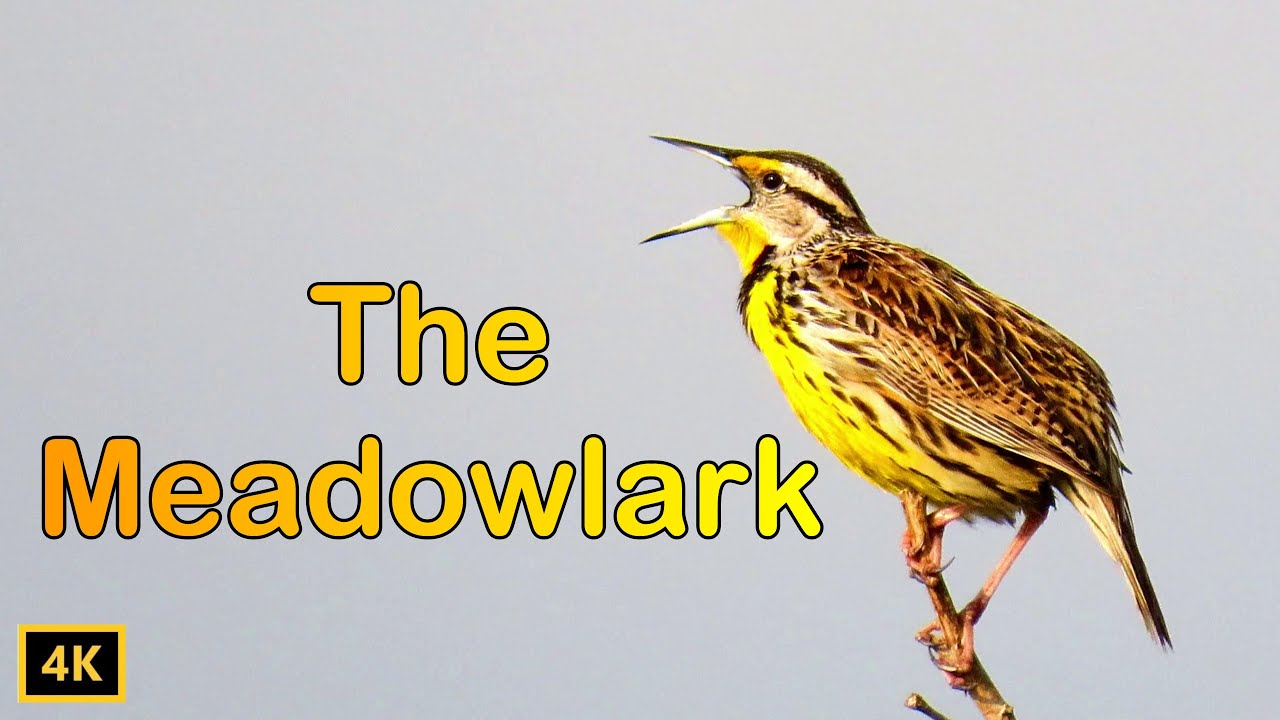 Eastern Meadowlark Songs and Calls - YouTube