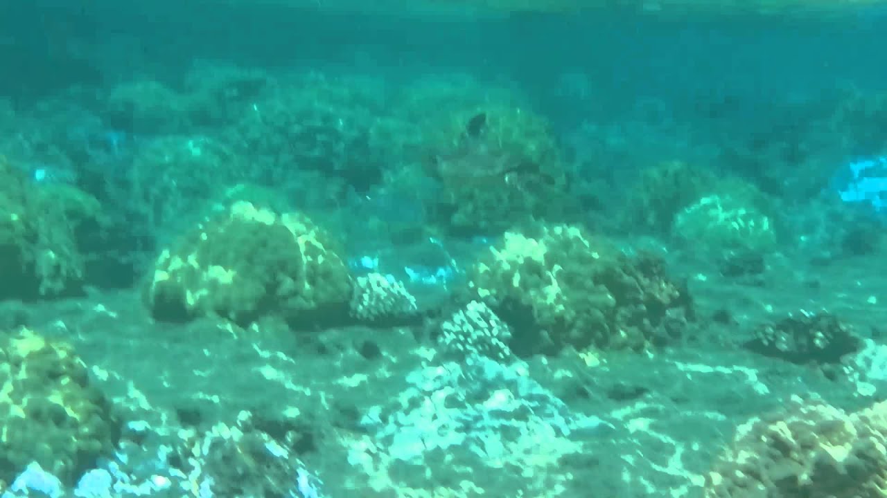 Lynn's Wai Opae Tide Pools Turtle Video - YouTube