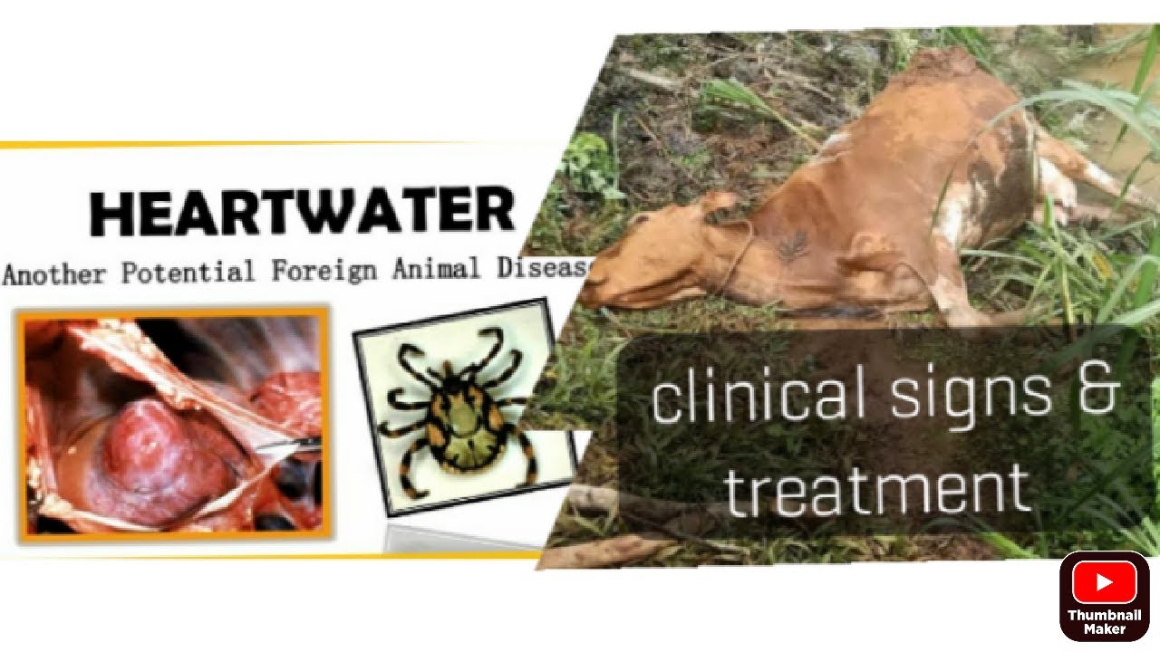 Heart water / Cowdriosis disease in cattle clinical signs Diagnose ...