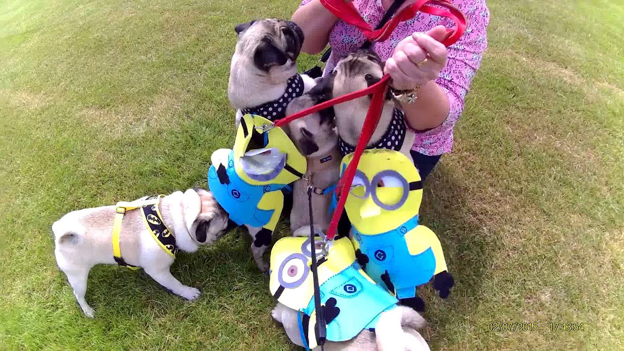 minion pug - YouTube