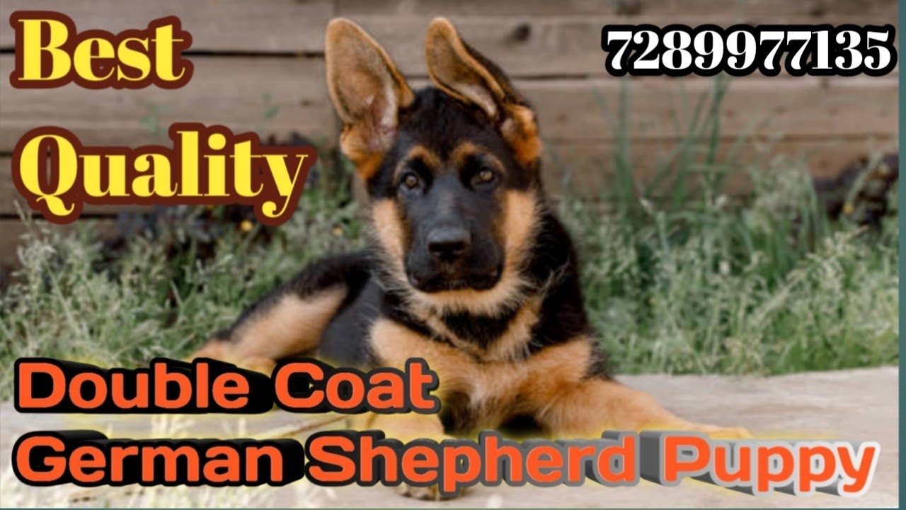 Double Coat German Shepherd Puppies Available - YouTube