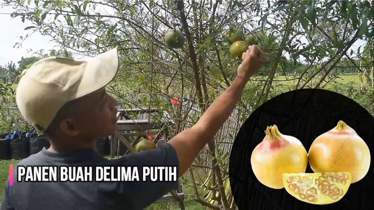 Buah Delima Putih