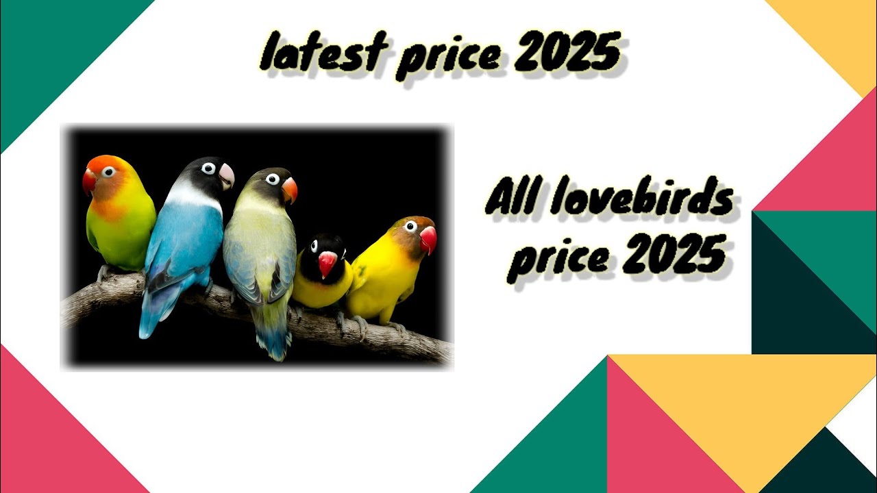 All lovebirds new prices 2025 | love birds price in Pakistan #birds ...
