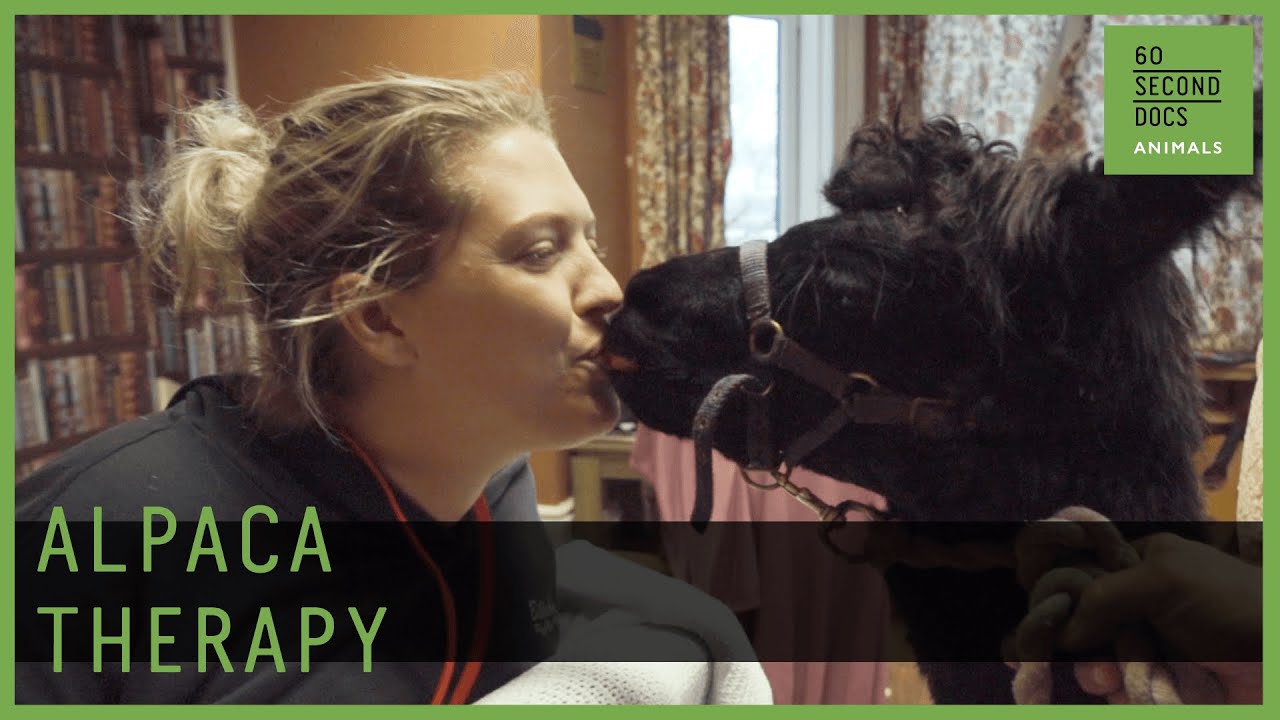 Alpaca Therapy Eases Our Stress - YouTube