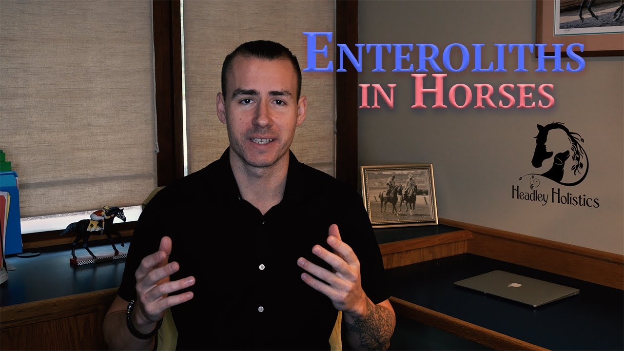 Enteroliths in Horses - YouTube
