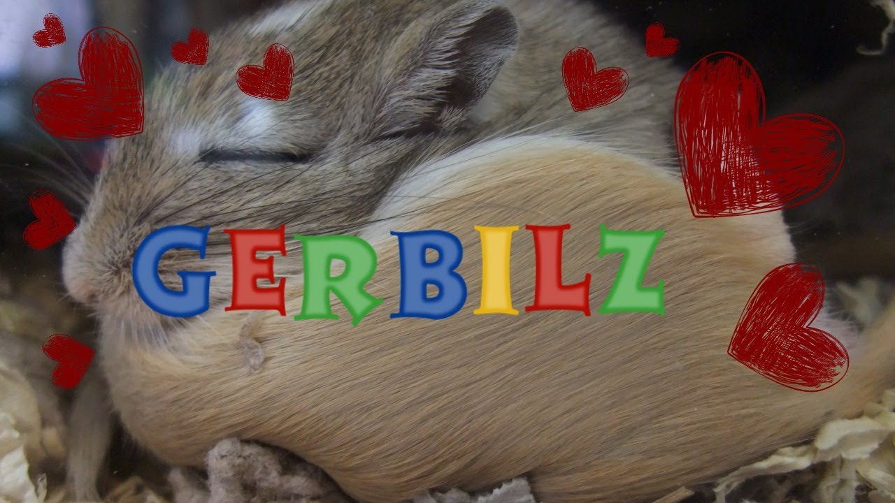 Keeping Male Gerbils Together - YouTube