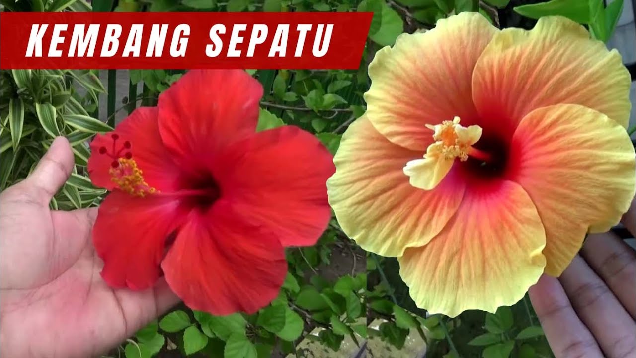 Kembang Sepatu atau Bunga Sepatu - YouTube