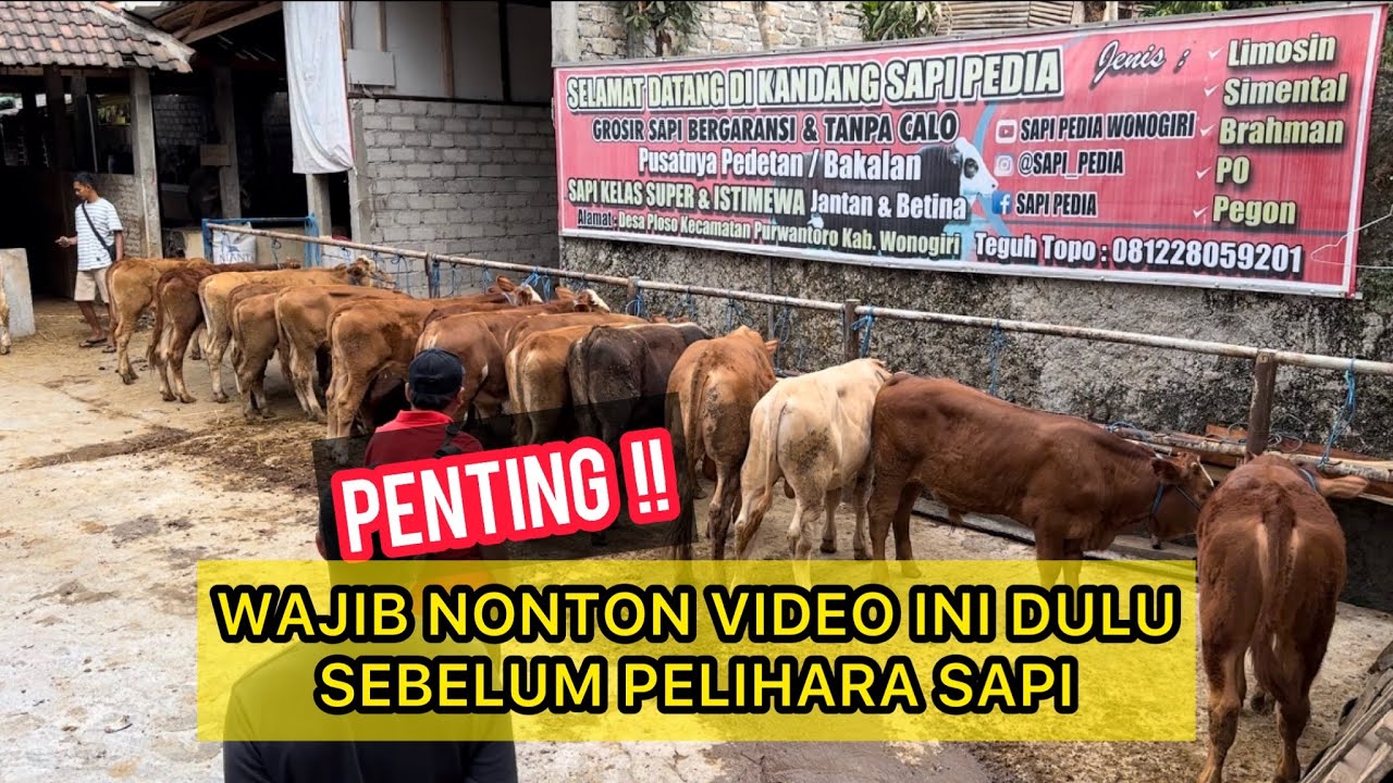PUSATNYA BIBIT SAPI SUPER & UNGGULAN‼️ GROSIR SAPI BERGARANSI & TANPA ...