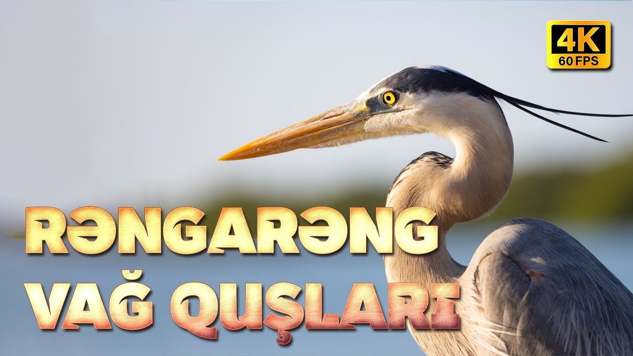 Rəngarəng Vağ Quşları I 4K - YouTube