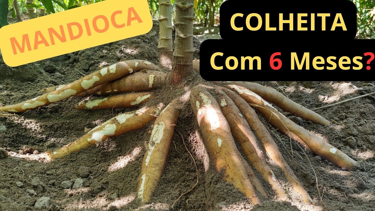 MANDIOCA: Colheita com 6 Meses? - YouTube