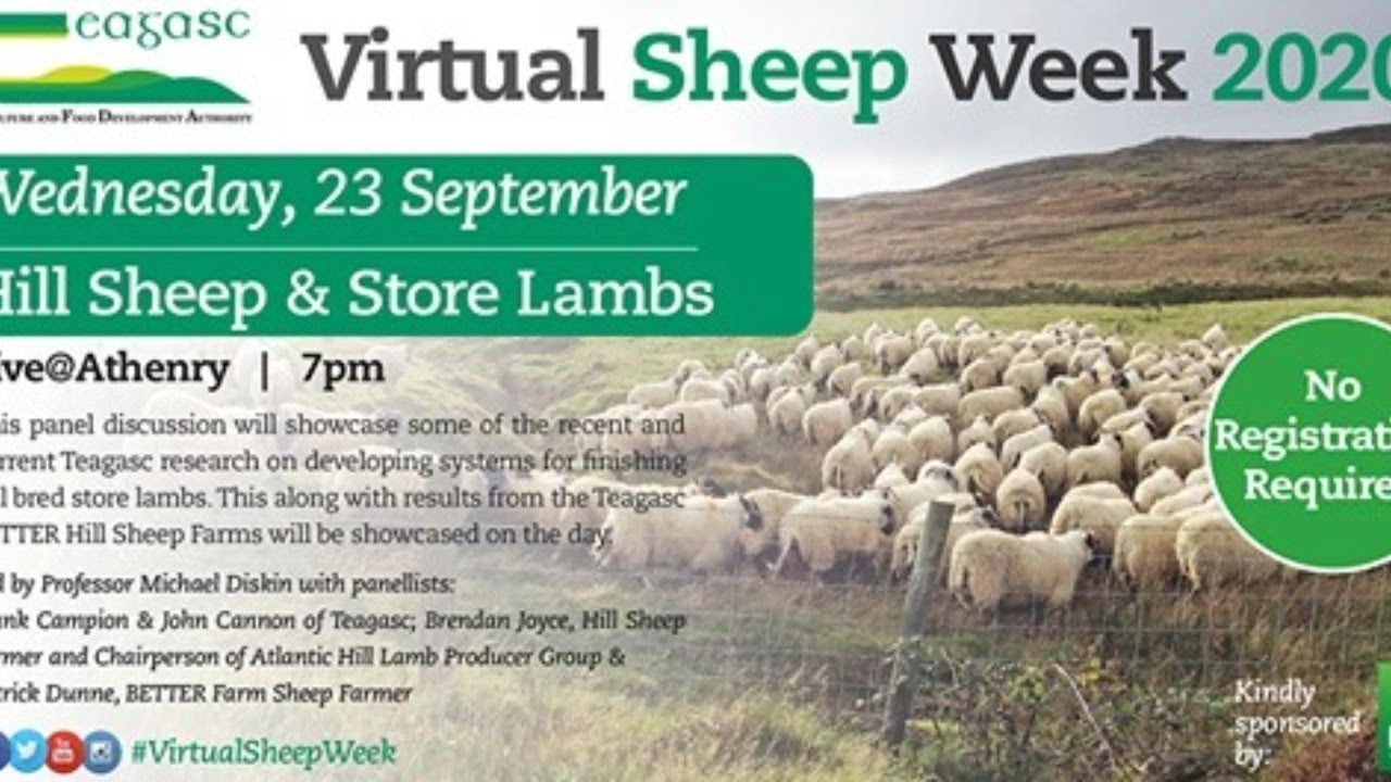 Teagasc Virtual Sheep Week - Day 3 Hill Sheep - YouTube