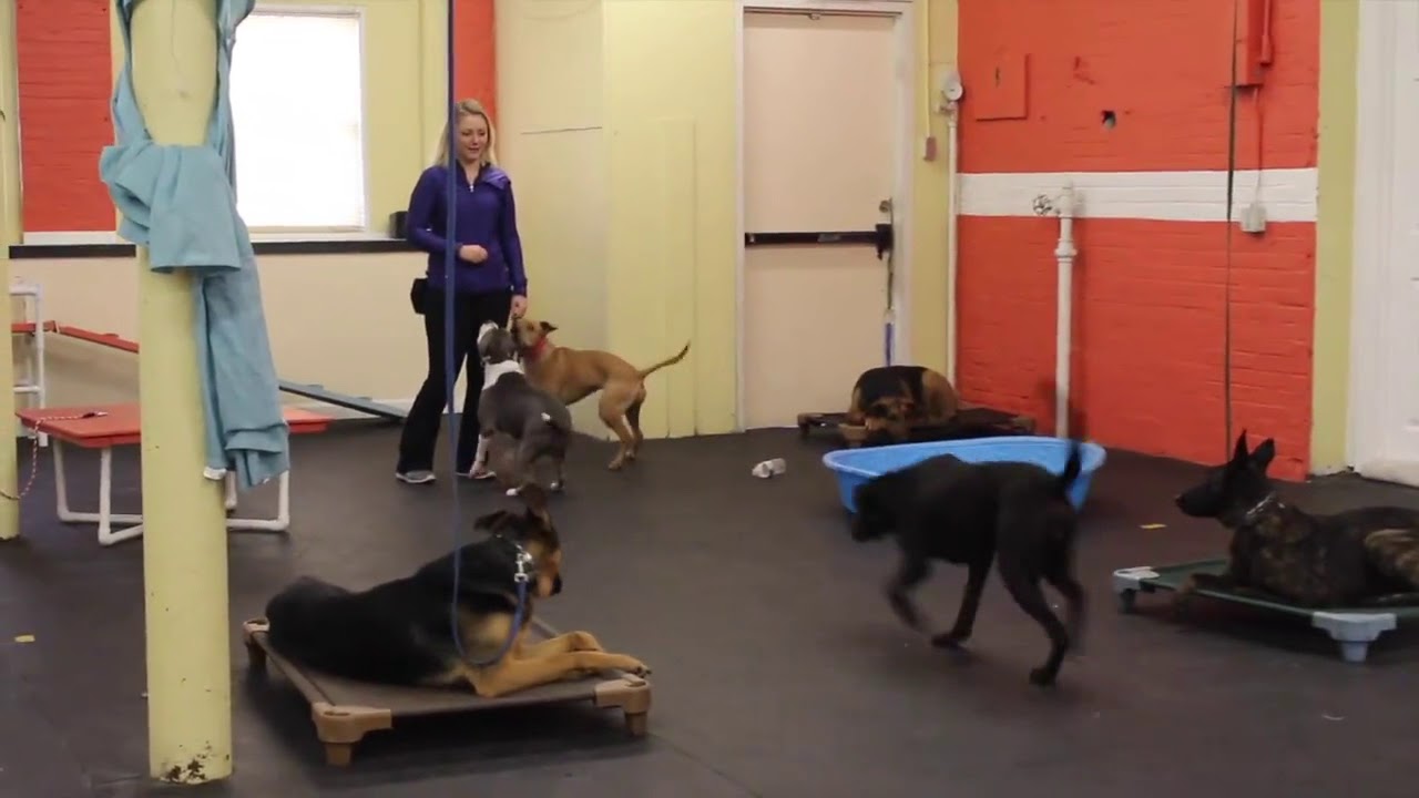 Dog Training | Multi dog training session | Solid K9 Training Dog ...