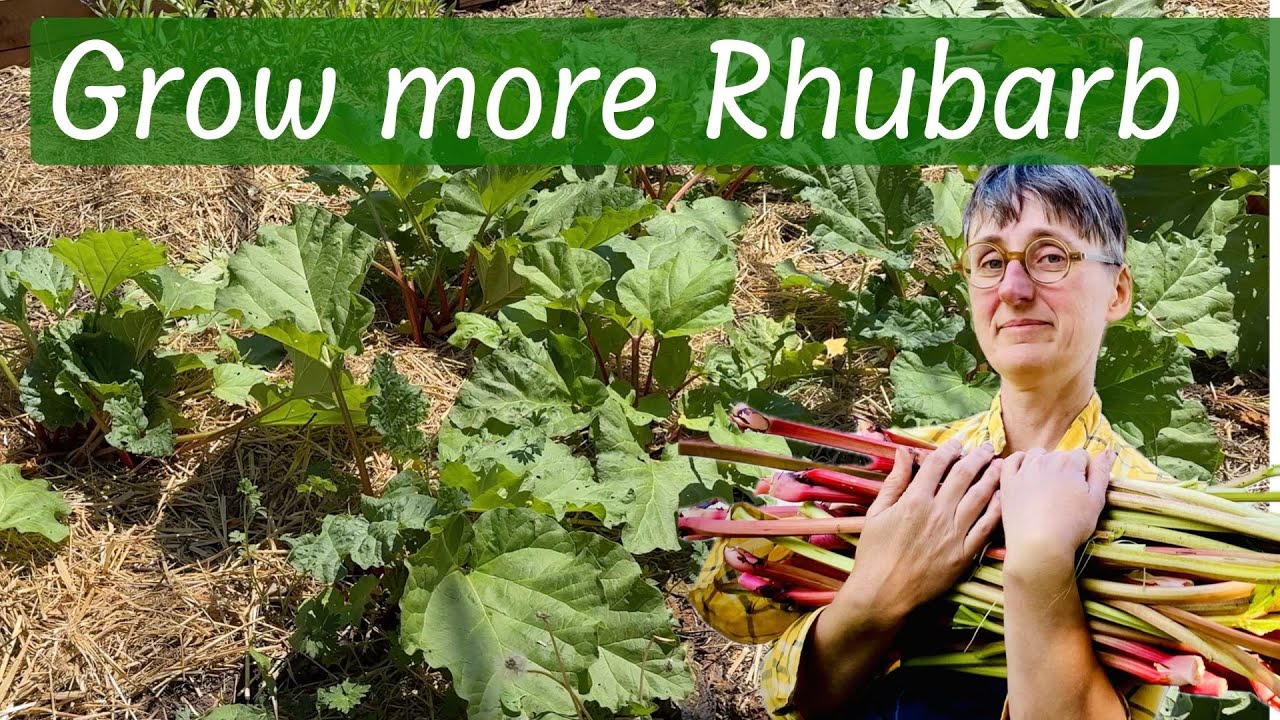 Transform Your Old Rhubarb Patch: Proven Methods for Higher Yields ...