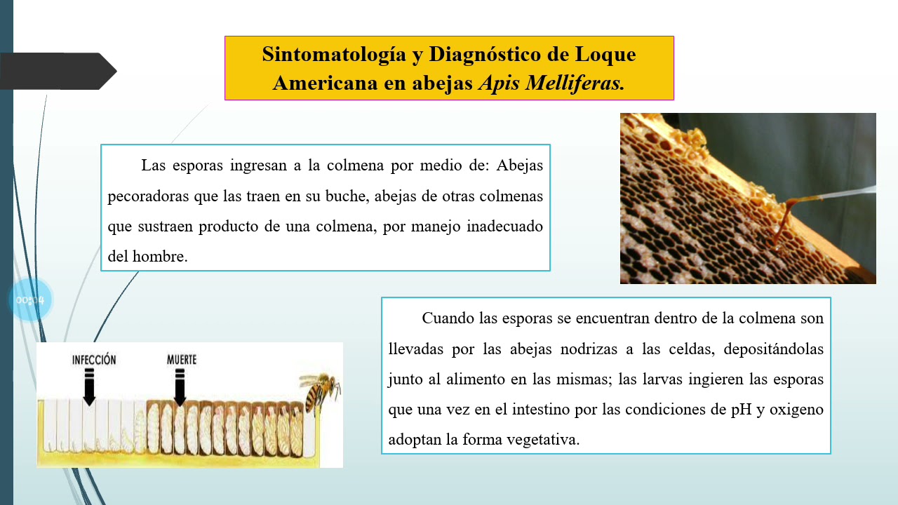 Sintomatología y Diagnóstico de Loque Americana en Abejas Apis ...