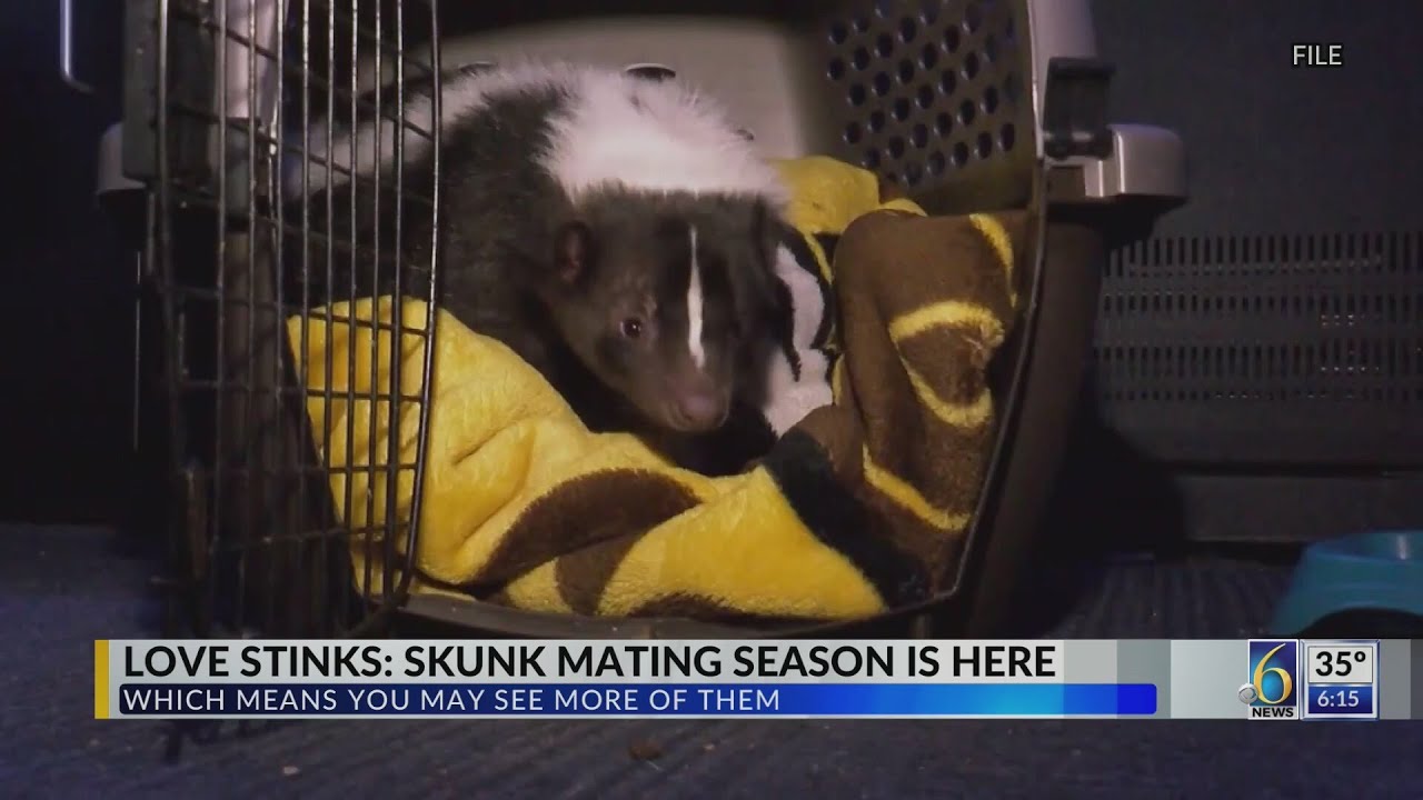 Love stinks: skunk mating season is here - YouTube