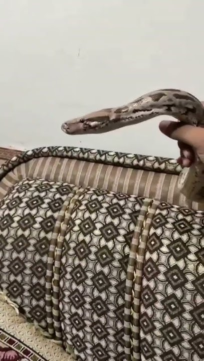 big python - YouTube