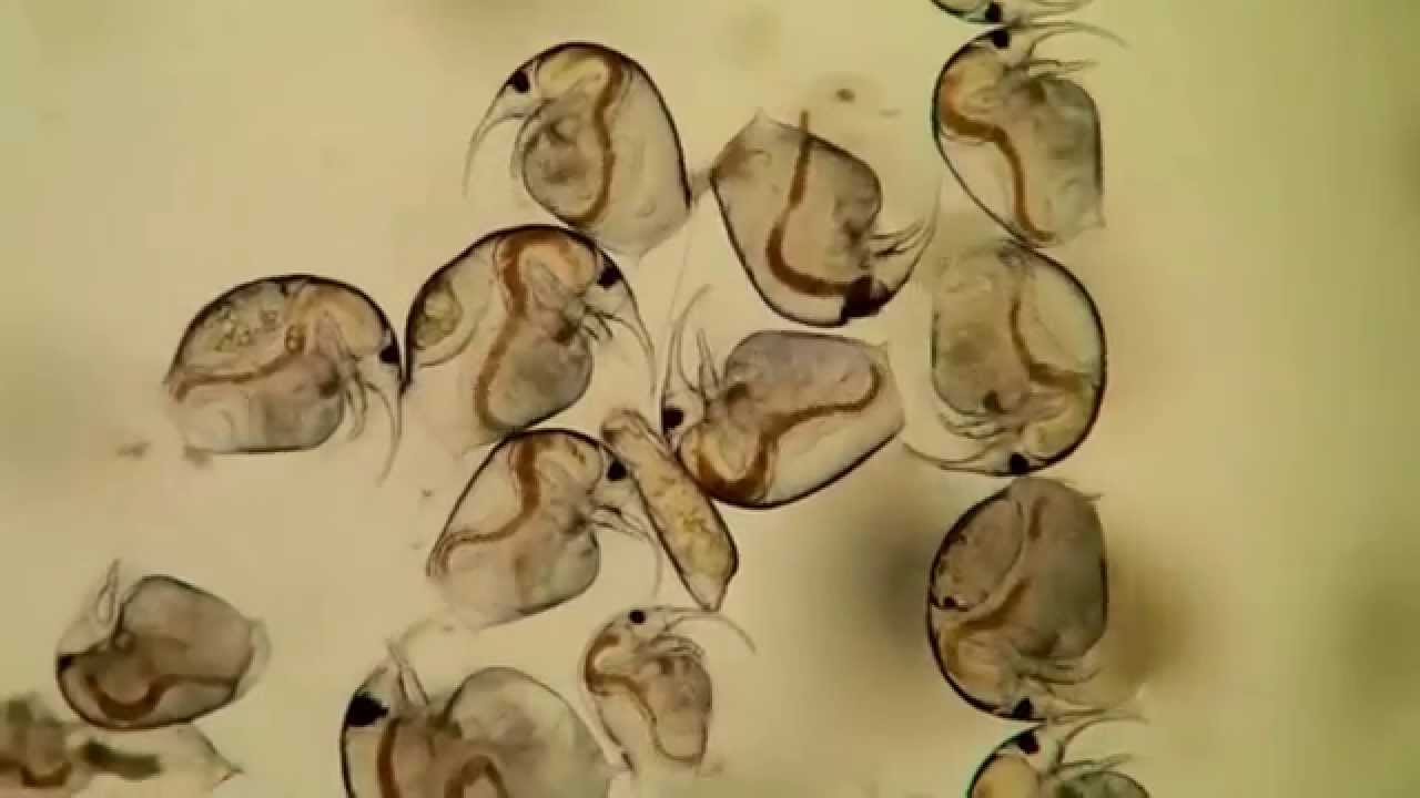 ゾウミジンコ Bosmina sp. - YouTube