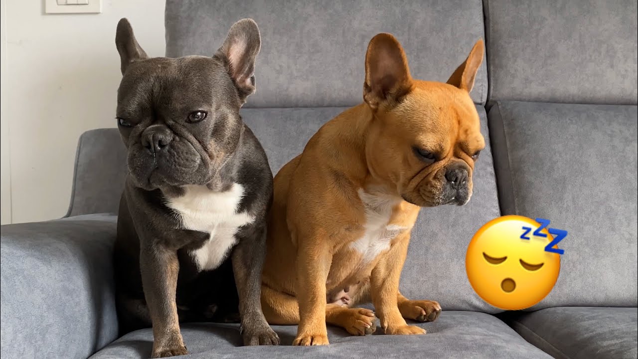 Dogs Fall Asleep In Standing Position - YouTube