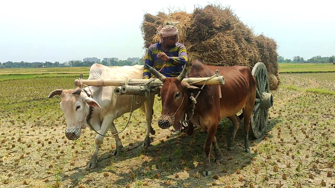 Bullock Cart Ride // Bullock Cart Heavy Load paddy ride // Paddy ...