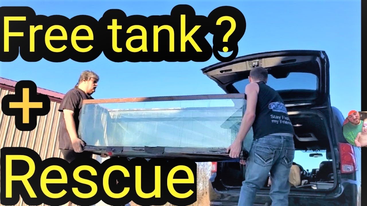 Bigrich and Josh do a rescue together for Ohio Fish Rescue - YouTube