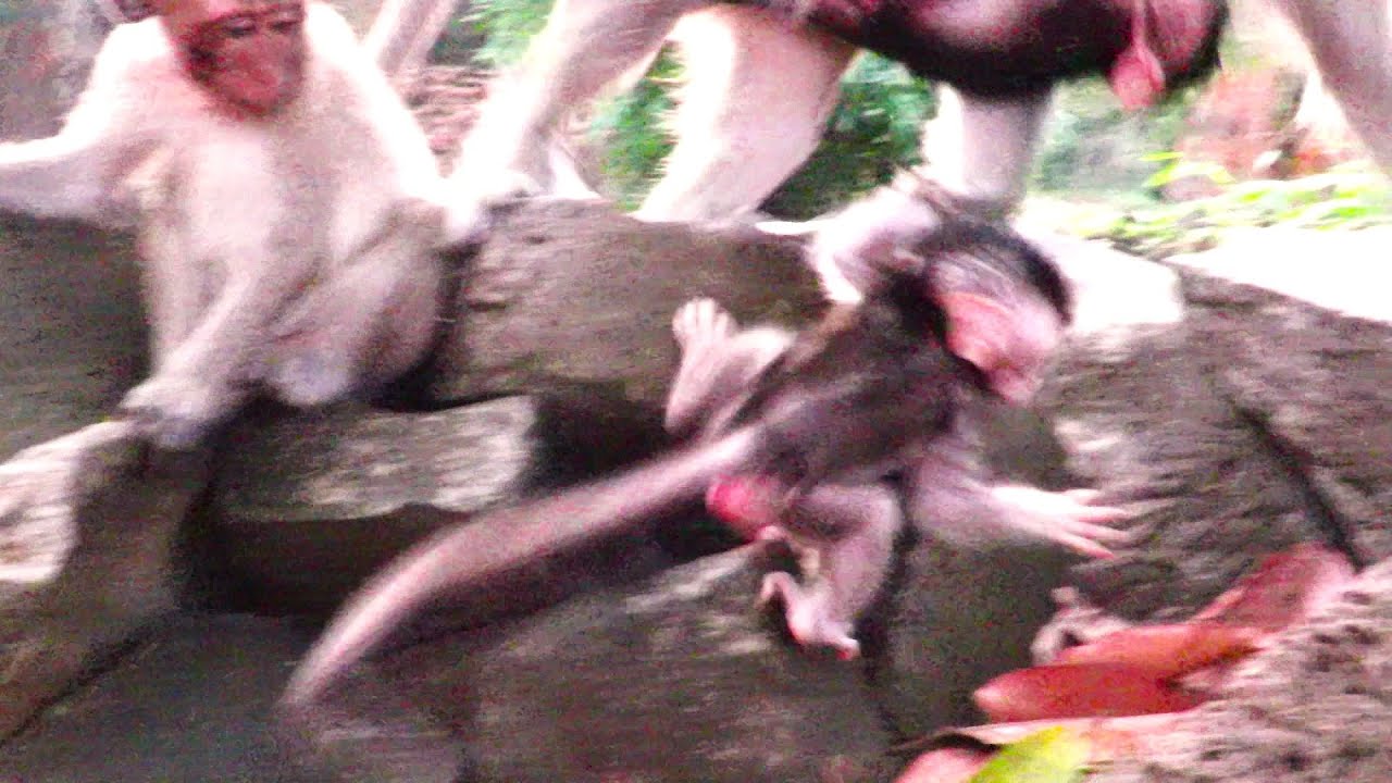 Breaking News! Animal Baby Cried Call Mum Help - YouTube